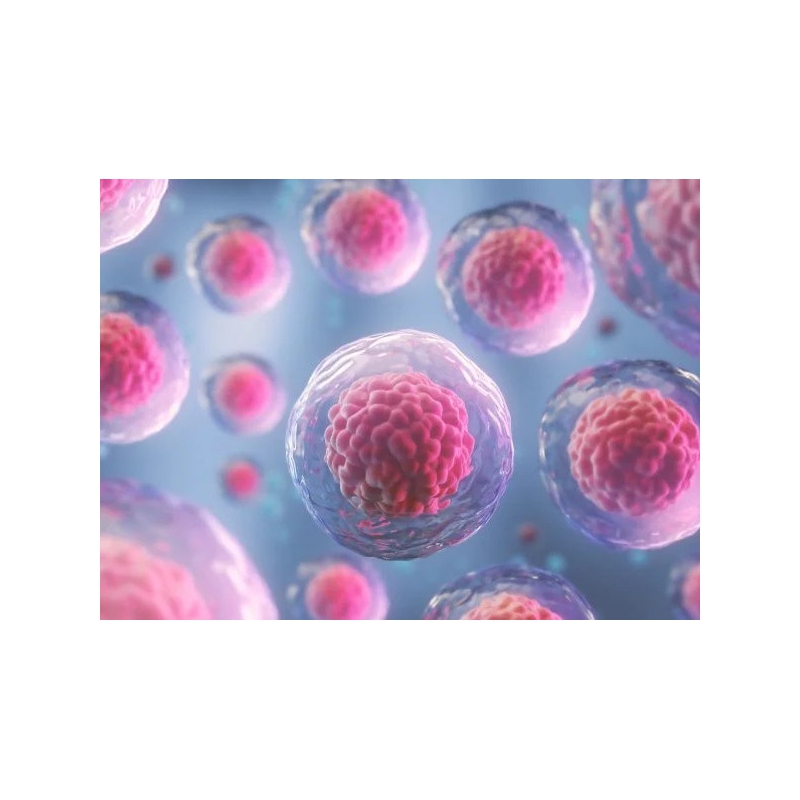 Plastry Aktywujące Komórki Macierzyste